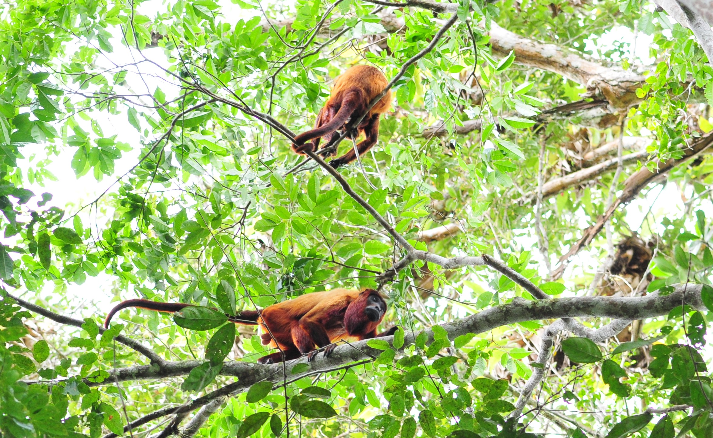 Here is all you didn’t know about Guyana's Howler Monkeys - Things Guyana