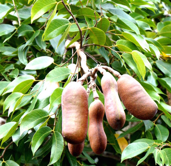 Locust AKA Stinkin Toe & Its Many Health Benefits – Things Guyana