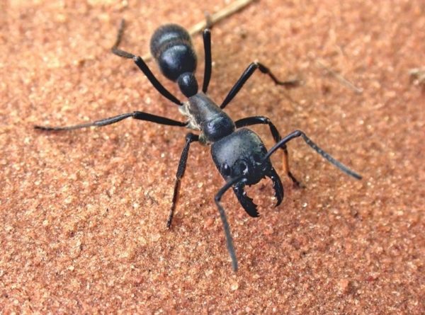 The Giant Amazonian Ants Found In Guyana Are Among The Largest Ants In ...