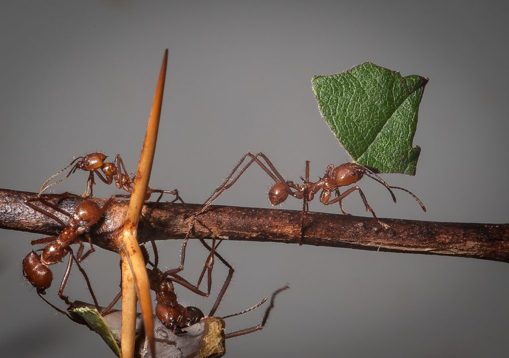 Five Common Species Of Ants Found In Guyana's Jungle! - Things Guyana