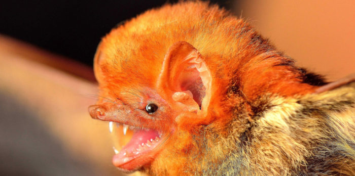 The Desert Red Bat Is A Beautiful Bat Species Found In Guyana! - Things ...