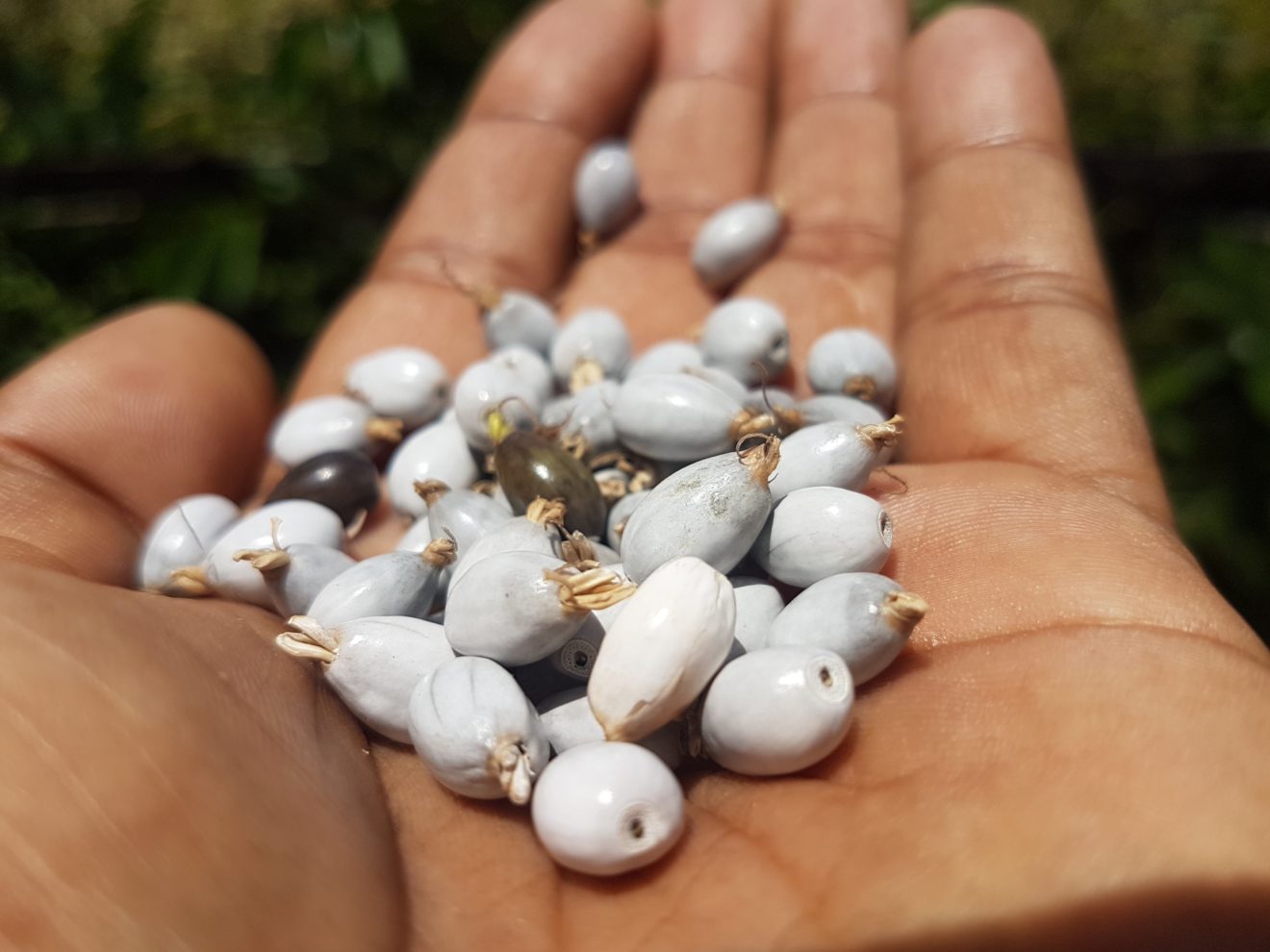 Jobs Tears Locally Known As BUCK BEADS - Things Guyana