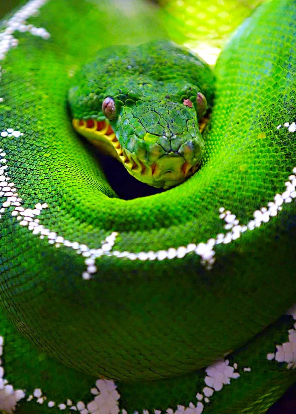 Emerald Tree Boa – Everything You’ve Always Wanted To Know - Things Guyana