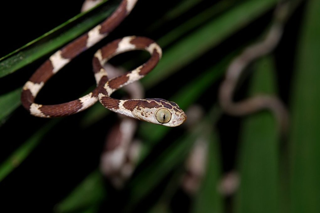 Everything You Need To Know About – THE BLUNT-HEAD TREE SNAKE - Things ...