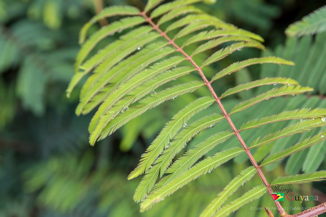 The Sleep And Wake Plant AKA Shame Bush - Things Guyana