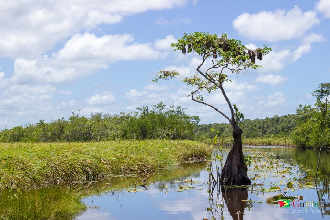 What Do You Know About Region One (1) Barima-Waini? - Things Guyana