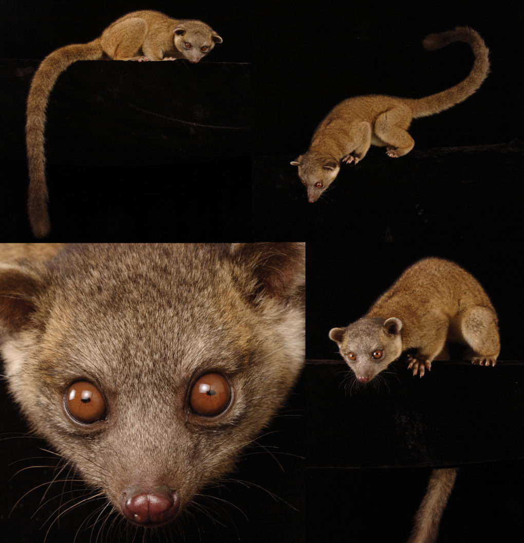 How To Identify The Olingo In Guyana! - Things Guyana