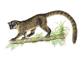 Olingo – Things Guyana