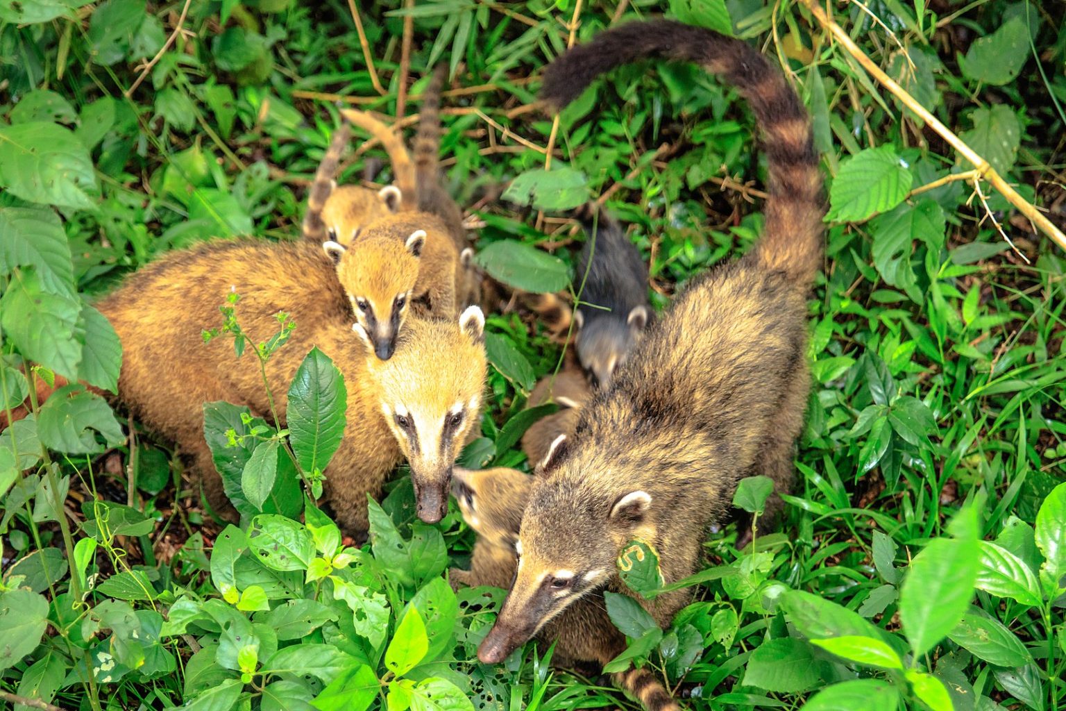 Discover The South American Coati (AKA The Ring-Tailed Coati) In Guyana ...