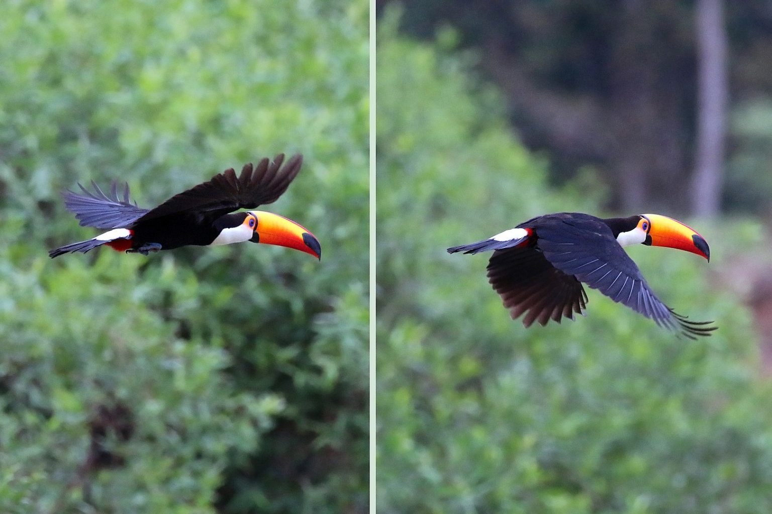 What Do You Know About The Toco Toucan? - Things Guyana