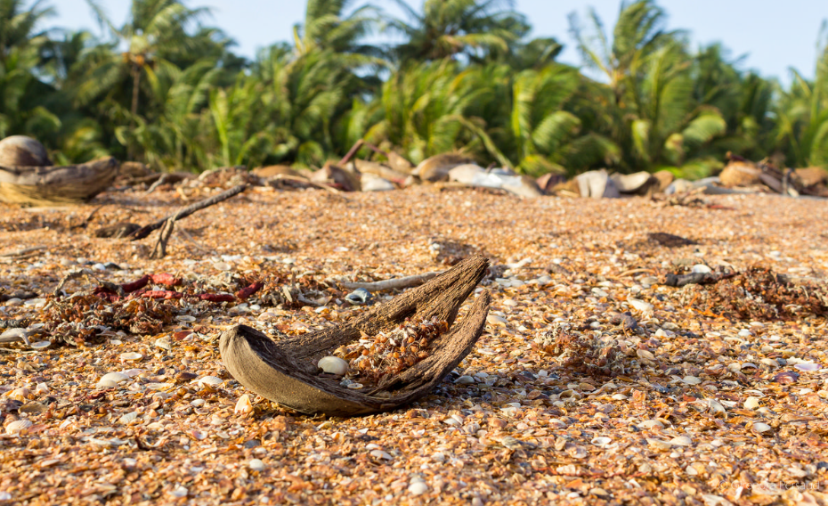 Coconut Husk – Things Guyana