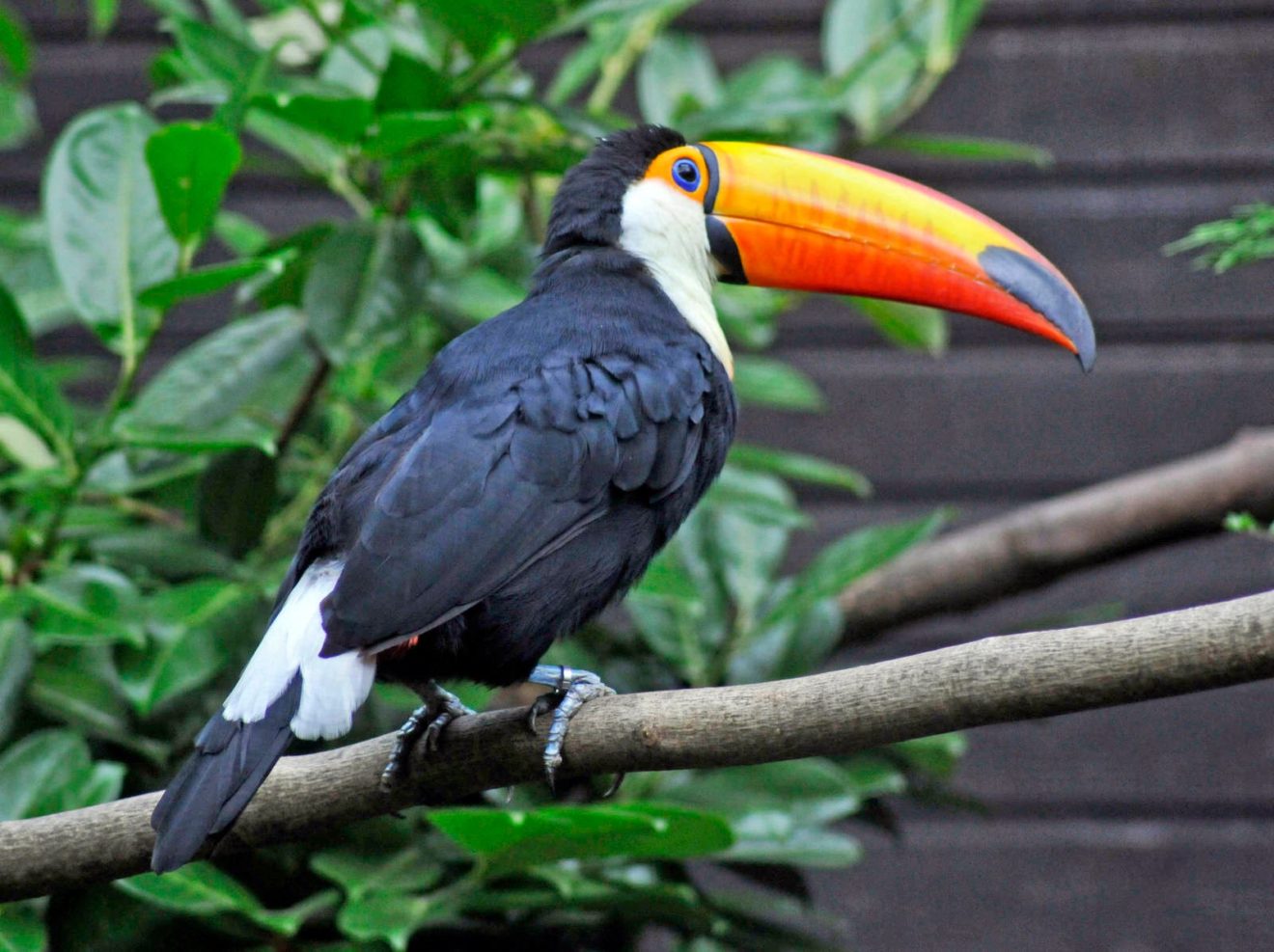Toco Toucan – Things Guyana