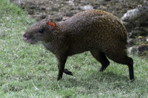 The Red Acouchi – Do Not Mistake It For The Agouti – Things Guyana