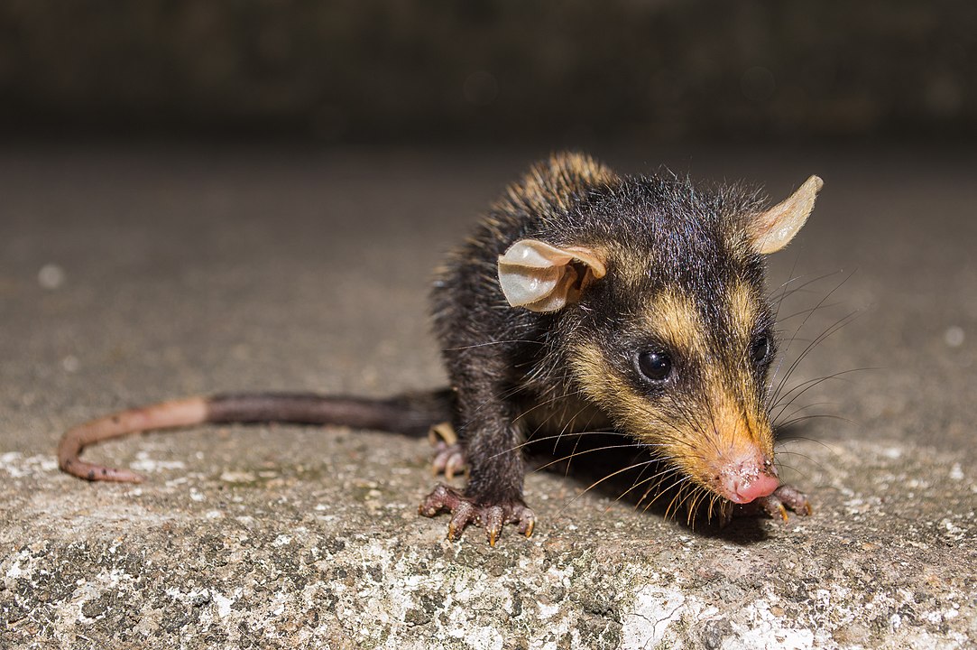 What Do You Know About The Common Opossum - Locally Know As The Yawari ...
