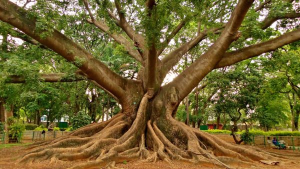 Beware The Silk Cotton Tree - Home of the Dutchman Jumbie and Other ...