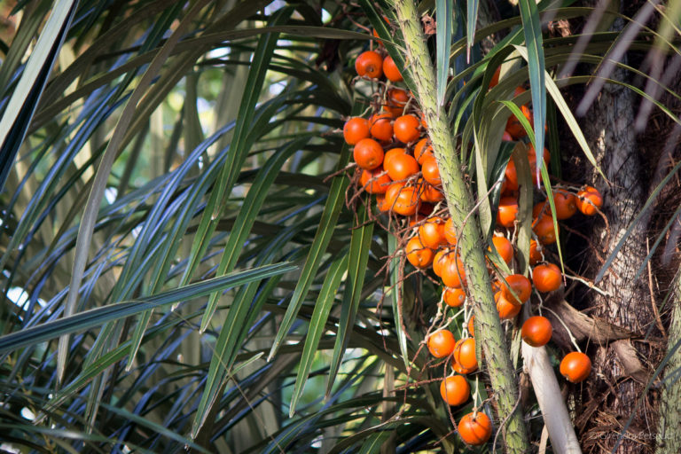 13 FASCINATING Uses Of Awara Palms You DEFINITELY Didn't Know About ...