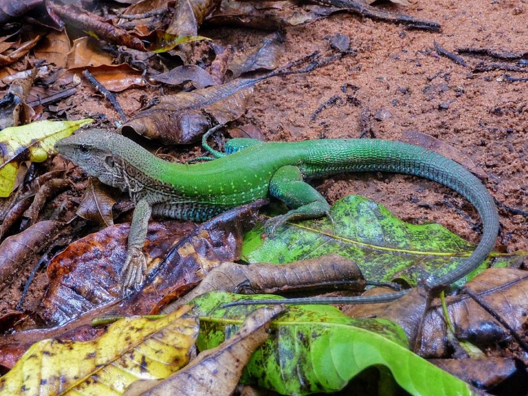 Tame the Jungle Runner - If You Can Catch This Sneaky Reptile! - Things ...