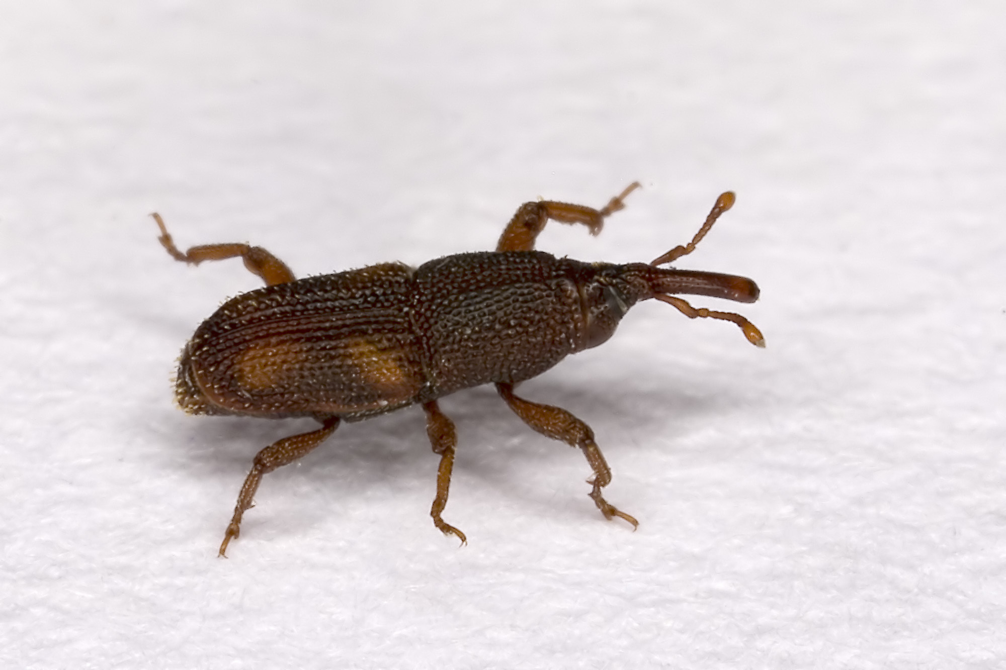 Rice Weevil: A Rice Farmer's Worst Enemy - Things Guyana