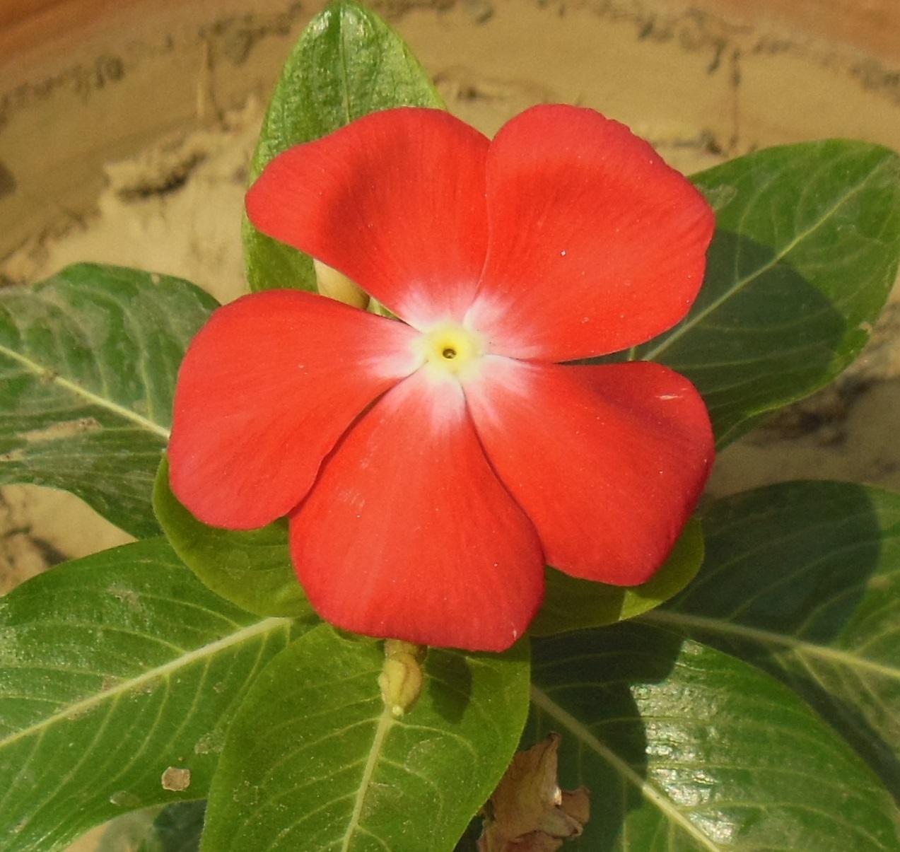 Learn About The Rosy Periwinkle aka ‘Neverdone’ or ‘Sandflower’ And Its ...