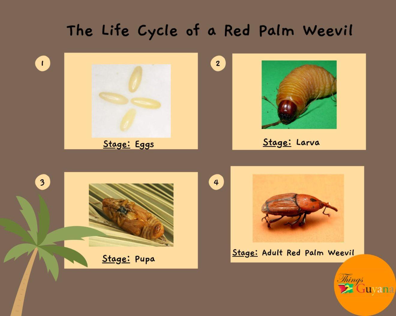 The Red Palm Weevil: Learn How To Cook Its Larvae! - Things Guyana