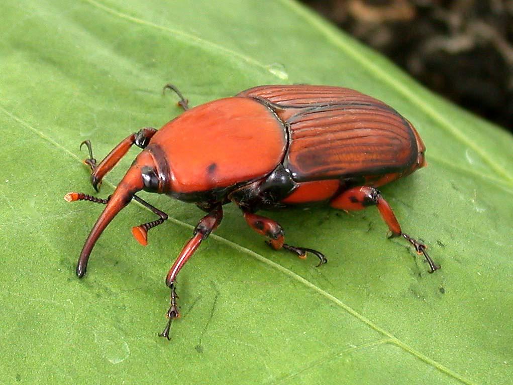 The Red Palm Weevil: Learn How To Cook Its Larvae! - Things Guyana