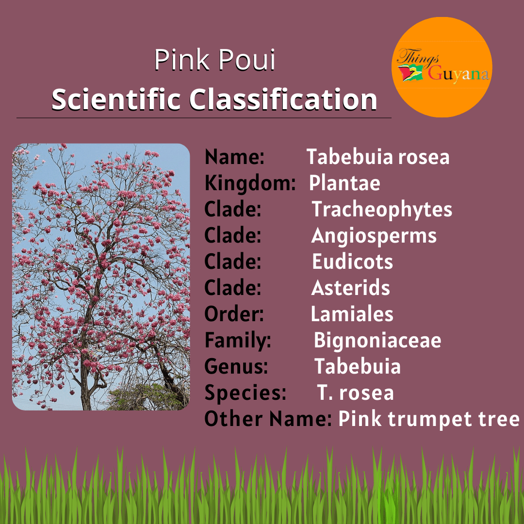 Easily Mistaken For Cherry Blossoms, Learn All About The Pink Poui Tree ...