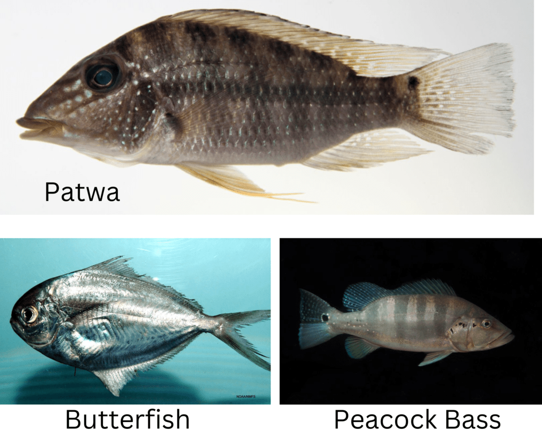 The Traditional Amerindian Dish: Tuma Pot - Things Guyana