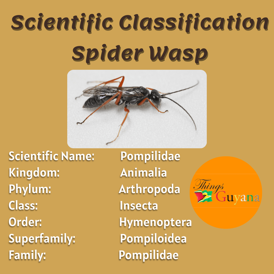 The Two Inch Spider Killer: Spider Wasps - Things Guyana