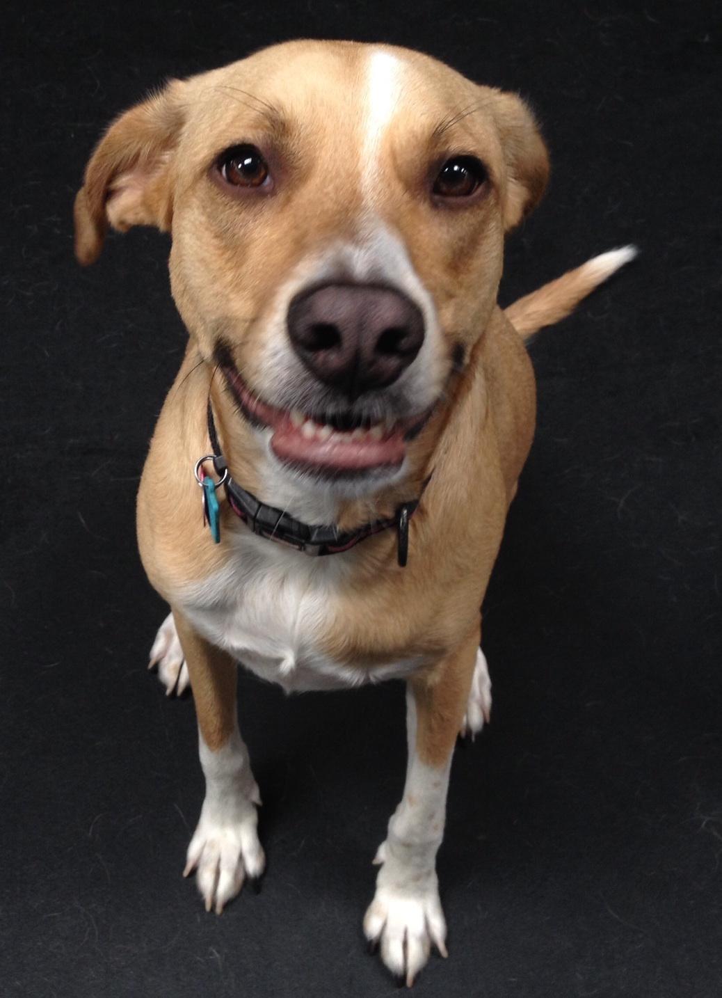 All You Need To Know About Potcakes Aka 'Rice Eaters' - Things Guyana