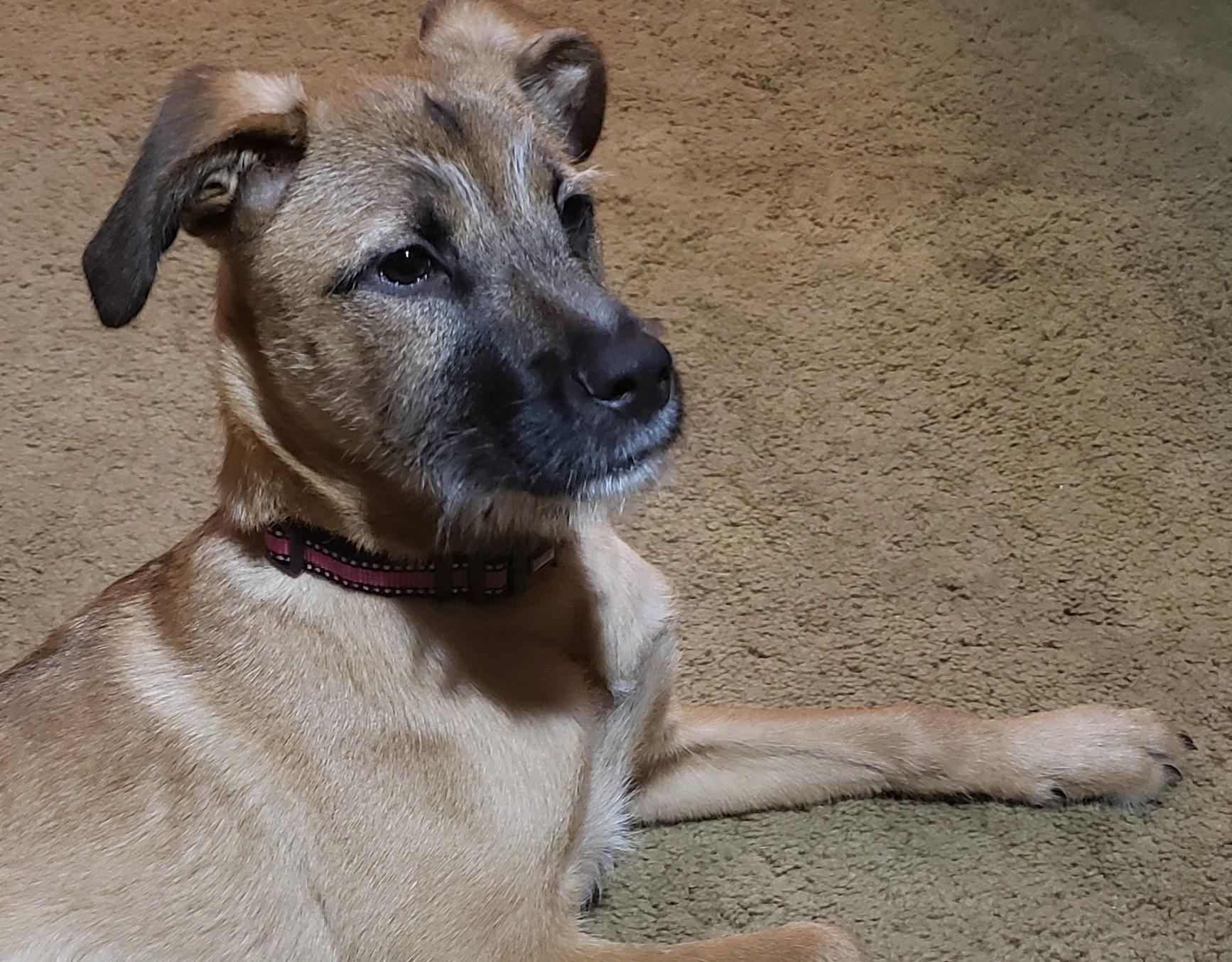 All You Need To Know About Potcakes Aka 'Rice Eaters' - Things Guyana