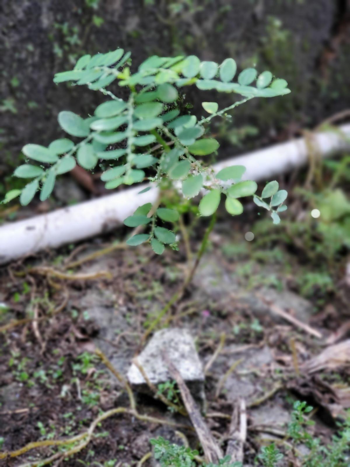 Learn About This Bush Tea: Gale Of The Wind - Things Guyana