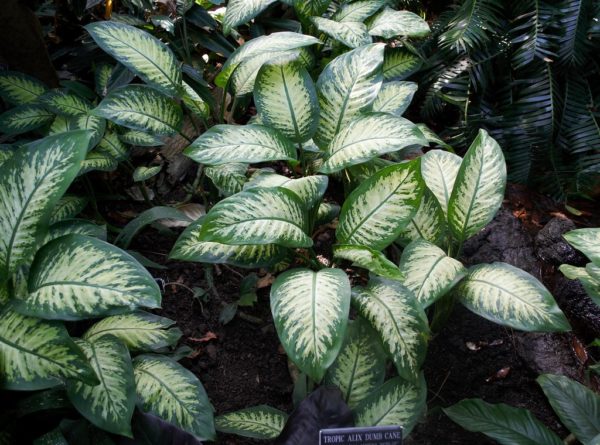 Dumb Cane : A Guide To This Popular Houseplant - Things Guyana