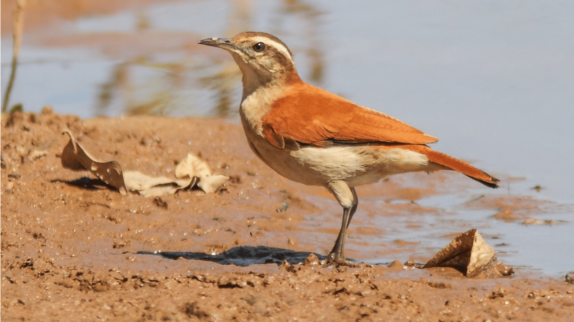 The Pale-legged Hornero: A Strutting Symbol of Guyana