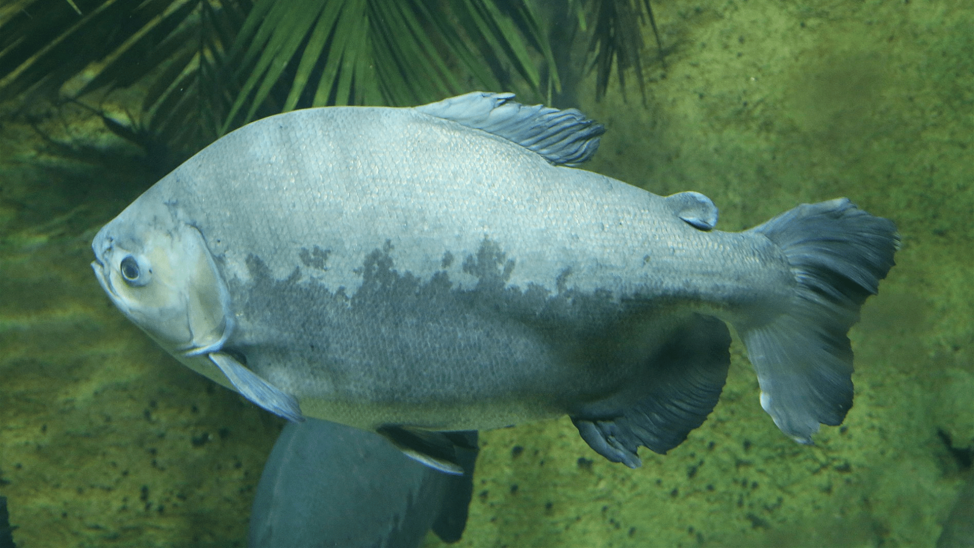 Tambaqui: A Giant Freshwater Fish
