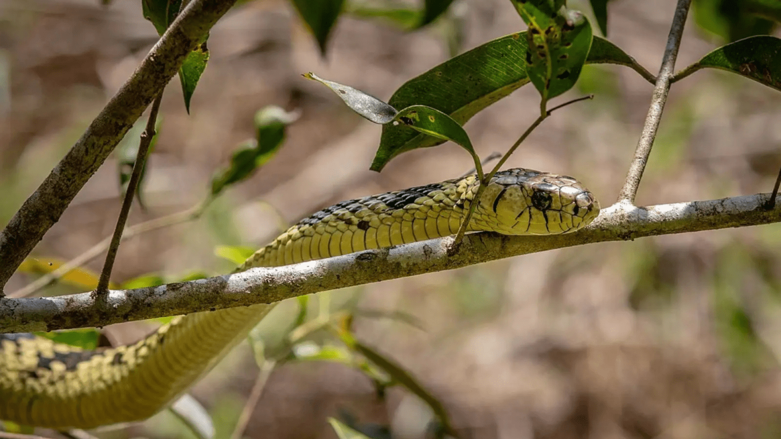 The Chicken Snake: A Majestic and Mysterious Species