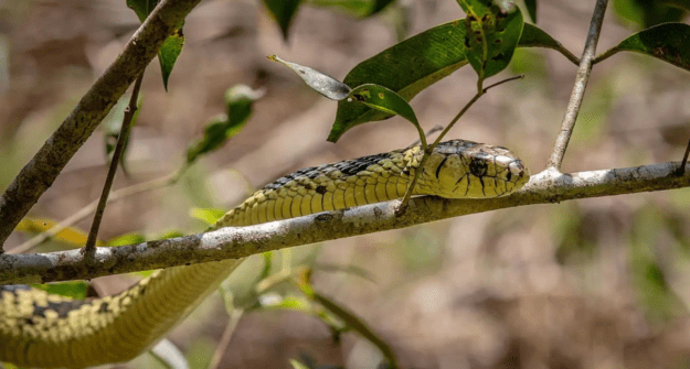 The Chicken Snake: A Majestic and Mysterious Species